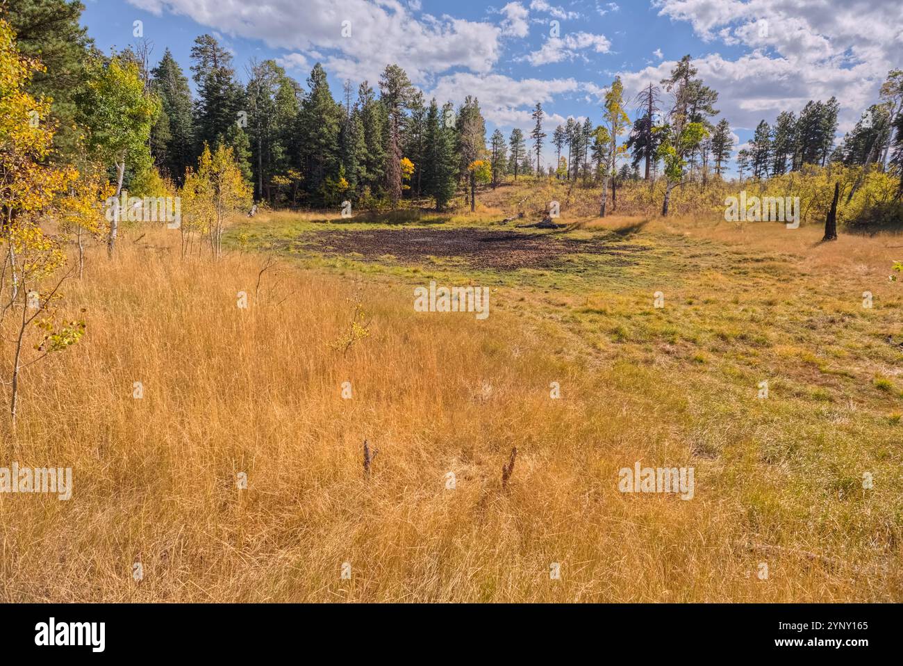 Dry riverbed in Greenland Lake, North Rim, Grand Canyon National Park ...