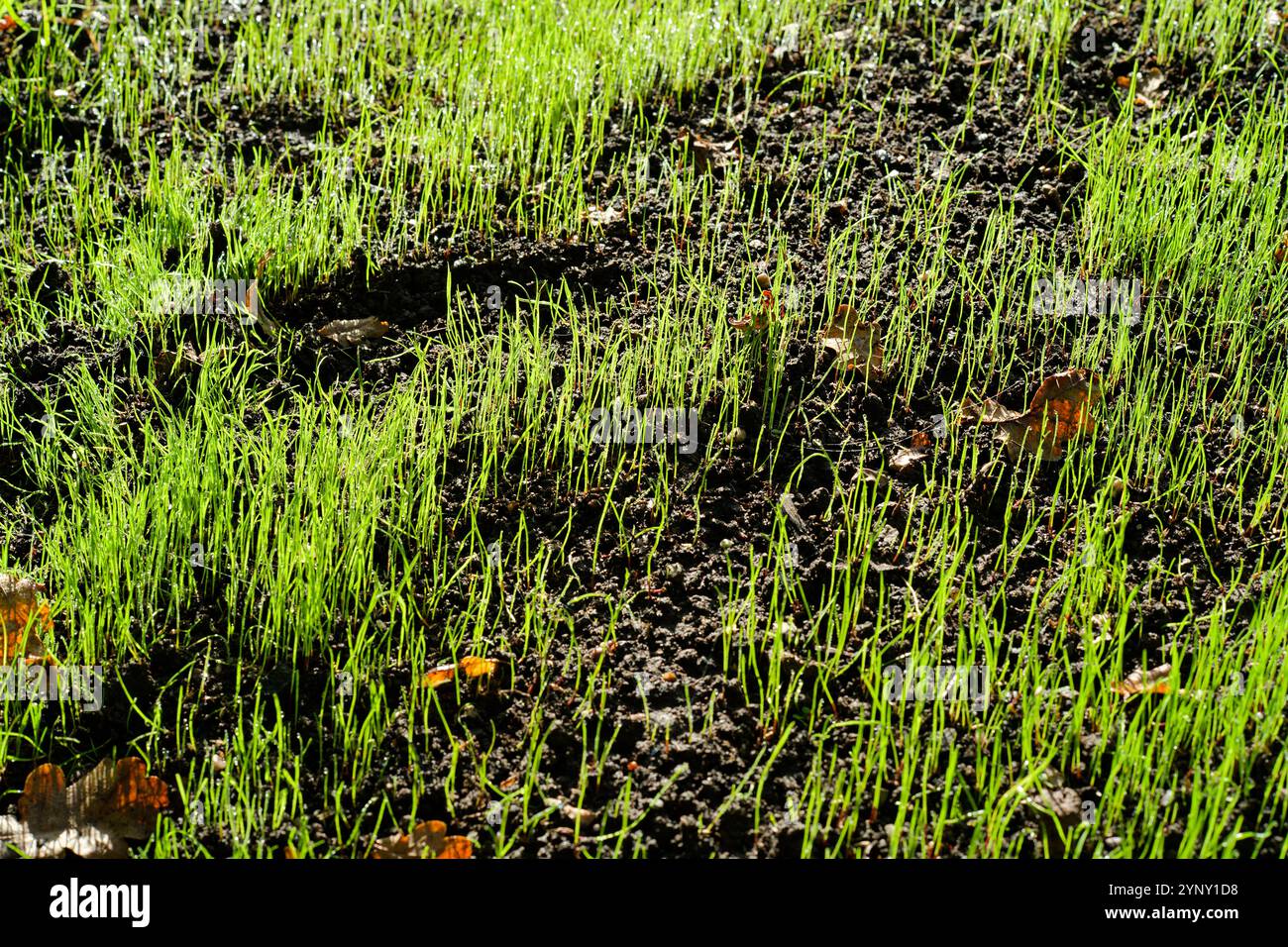 New grass seedlings growing in prepared soil. Verdant green, rapid growth of grass. Reseeded ...