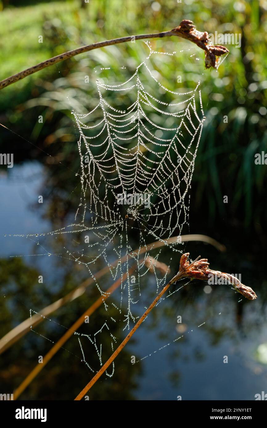 A dewy spiders web that clearly shows the structure of its construction ...