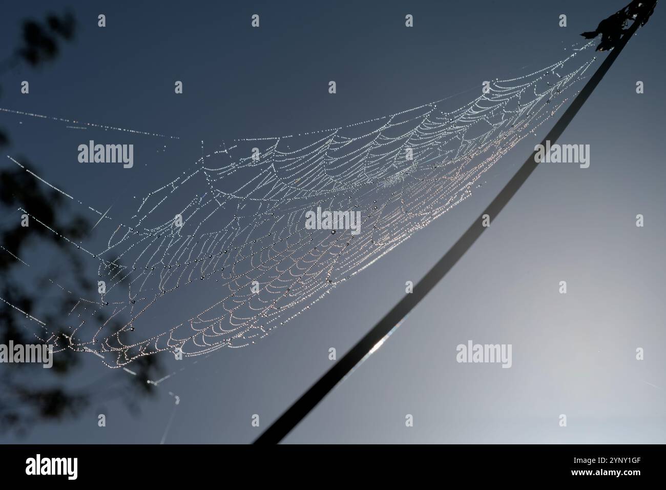 A dewy spiders web that clearly shows the structure of its construction ...