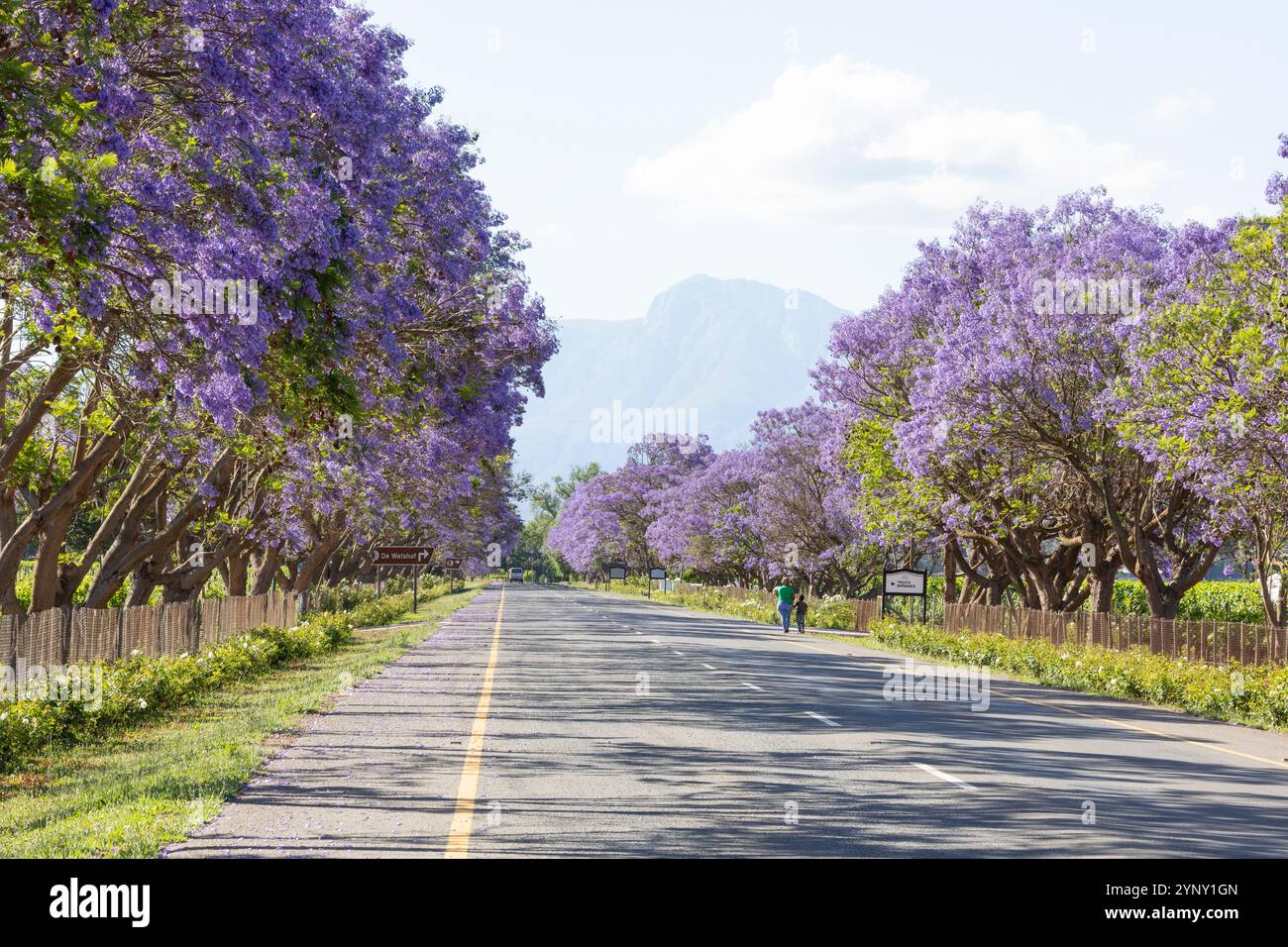 Rural road lined with purple flowering Jacaranda trees (Jacaranda ...
