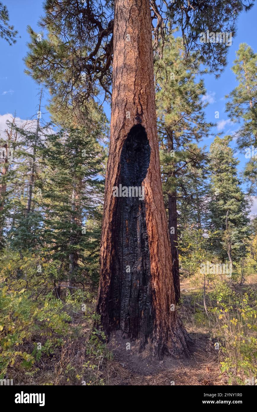 Burned out tree from a lightning strike, Greenland Lake, North Rim ...