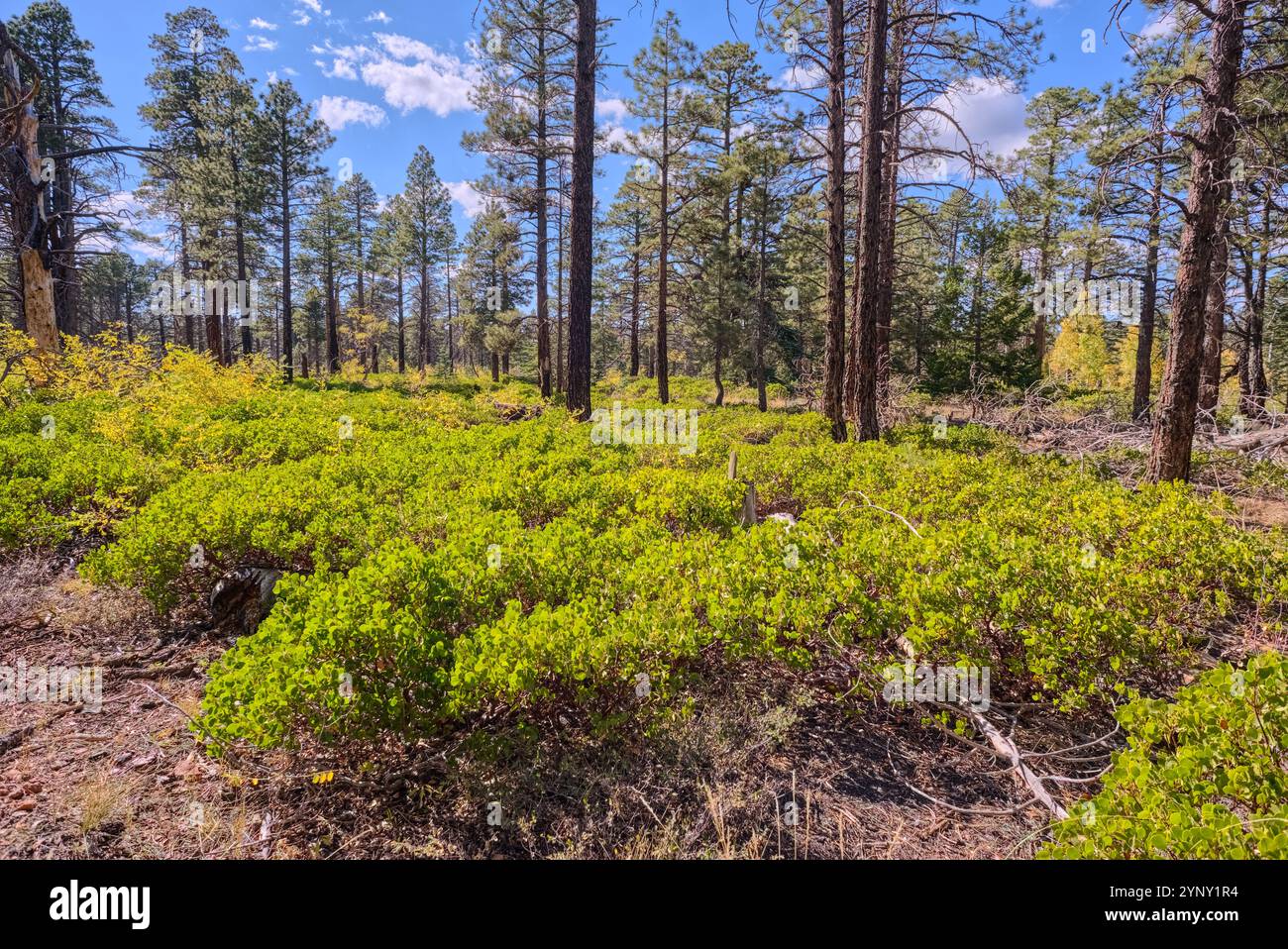 Greenleaf Manzanita plants growing amongst the trees in North Rim ...