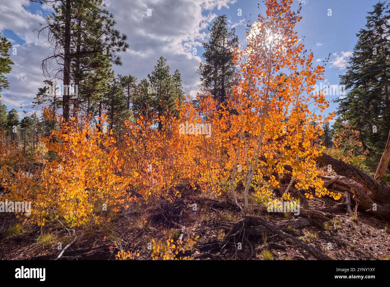 Forest landscape with autumnal fall foliage near Greenland Lake, North ...