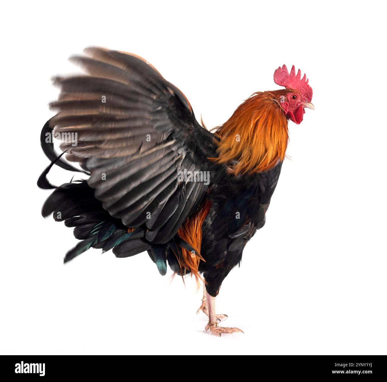 bantam chicken pictave in front of white background Stock Photo - Alamy