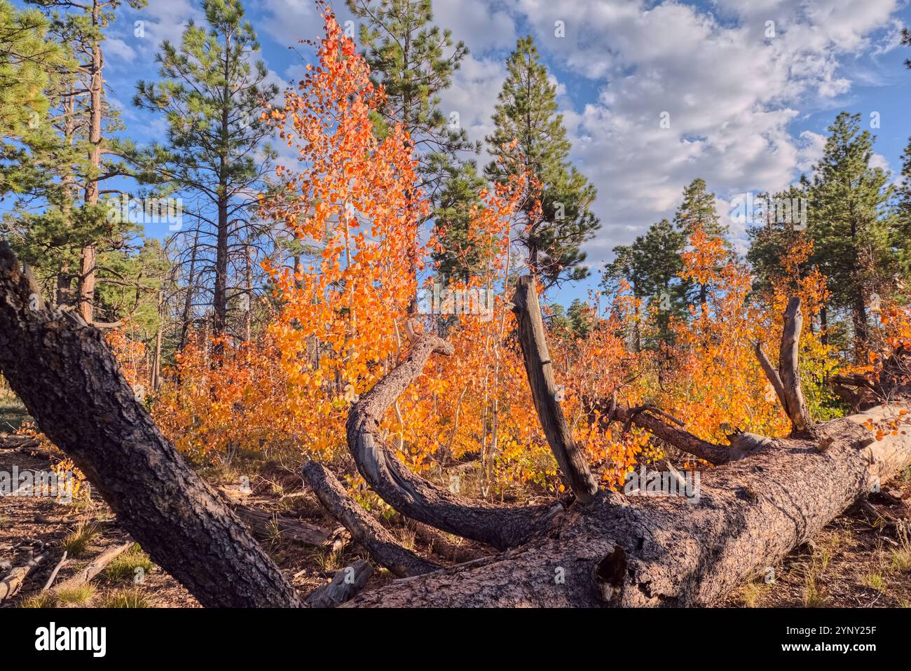 Forest landscape with autumnal fall foliage covered Aspen trees near ...