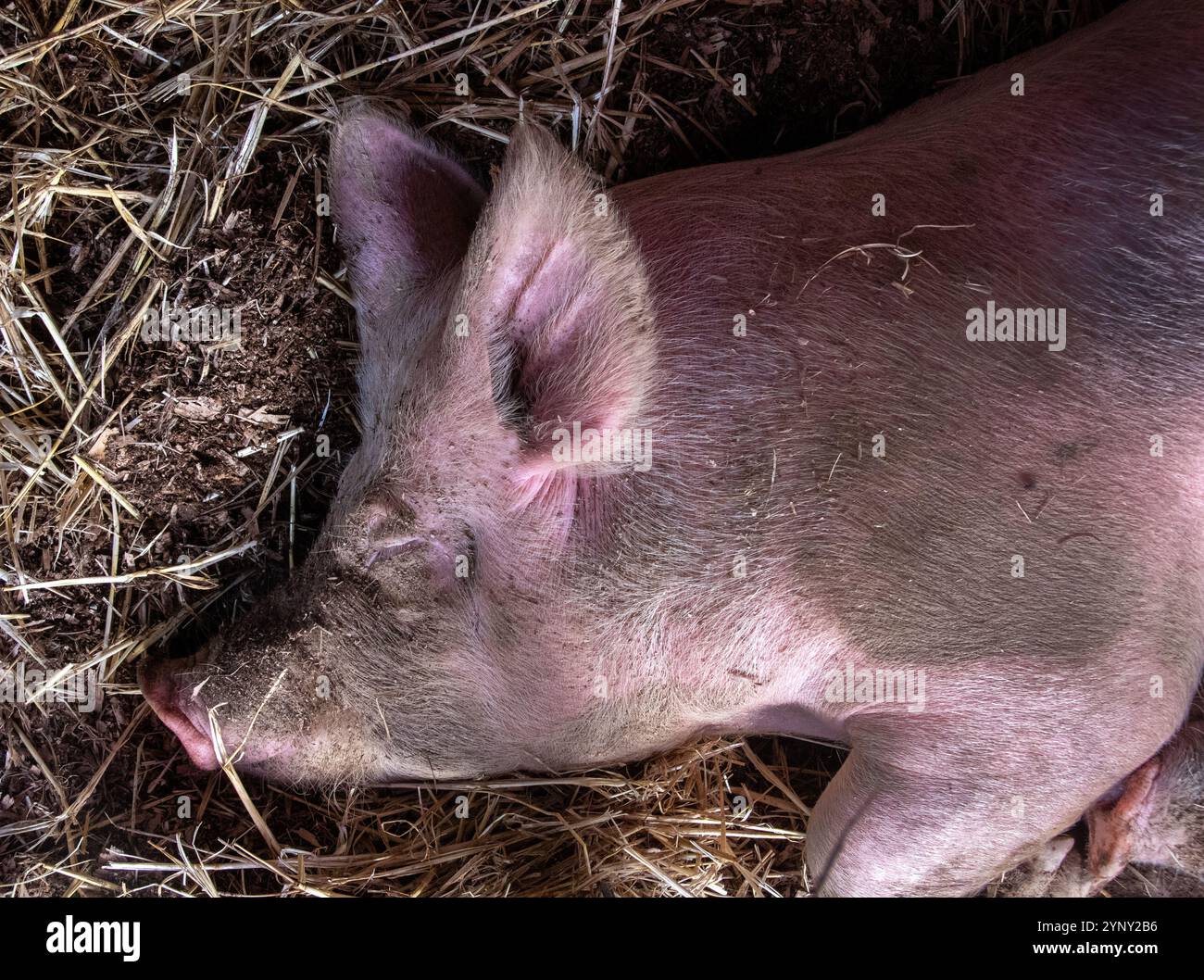 Pig covered in dust hi-res stock photography and images - Alamy