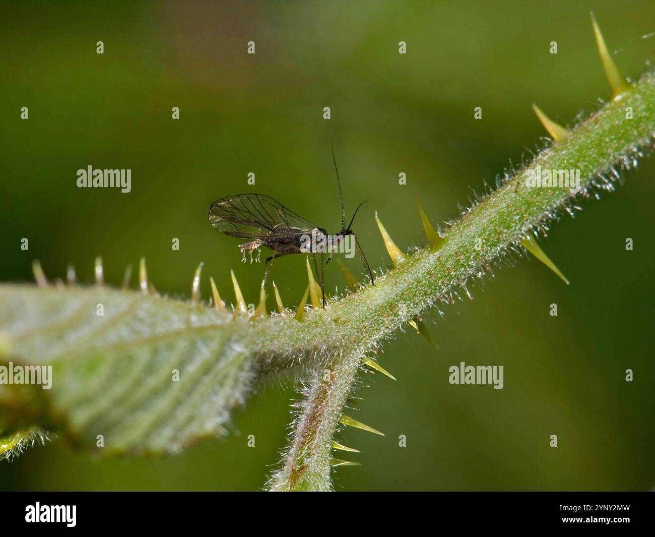A Black bean aphid, Blackfly, Aphis fabae, at the moment of birth and ...
