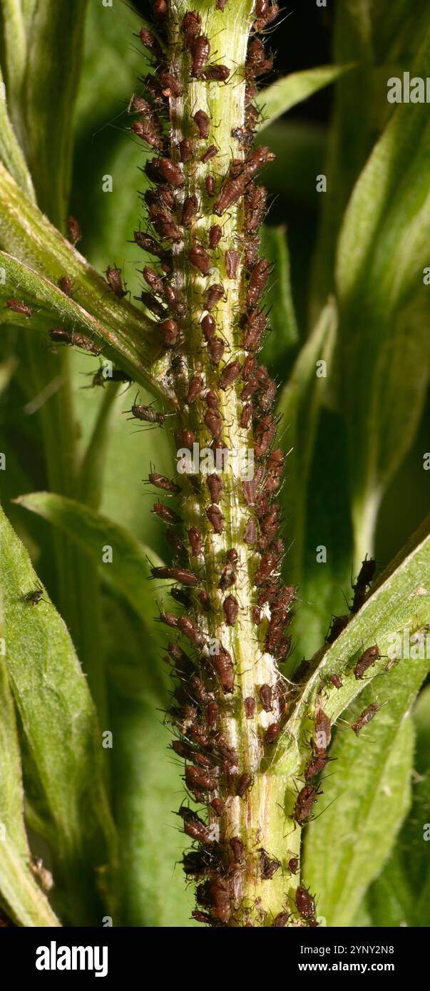 An infestation of Rose aphids, macrosiphum rosae, on stems of Giant ...