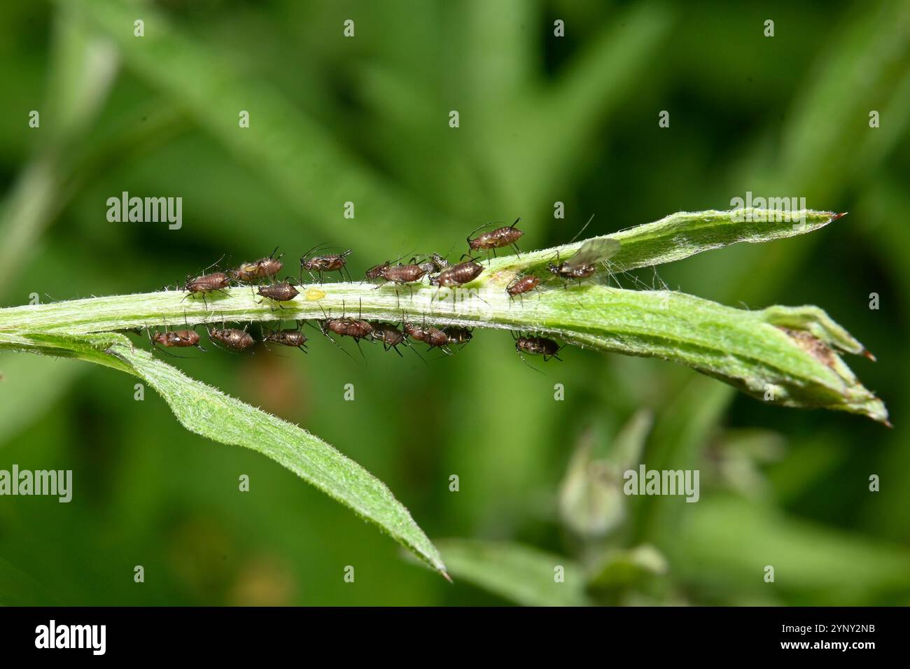 Eat from most parts of a rose bush hi-res stock photography and images ...