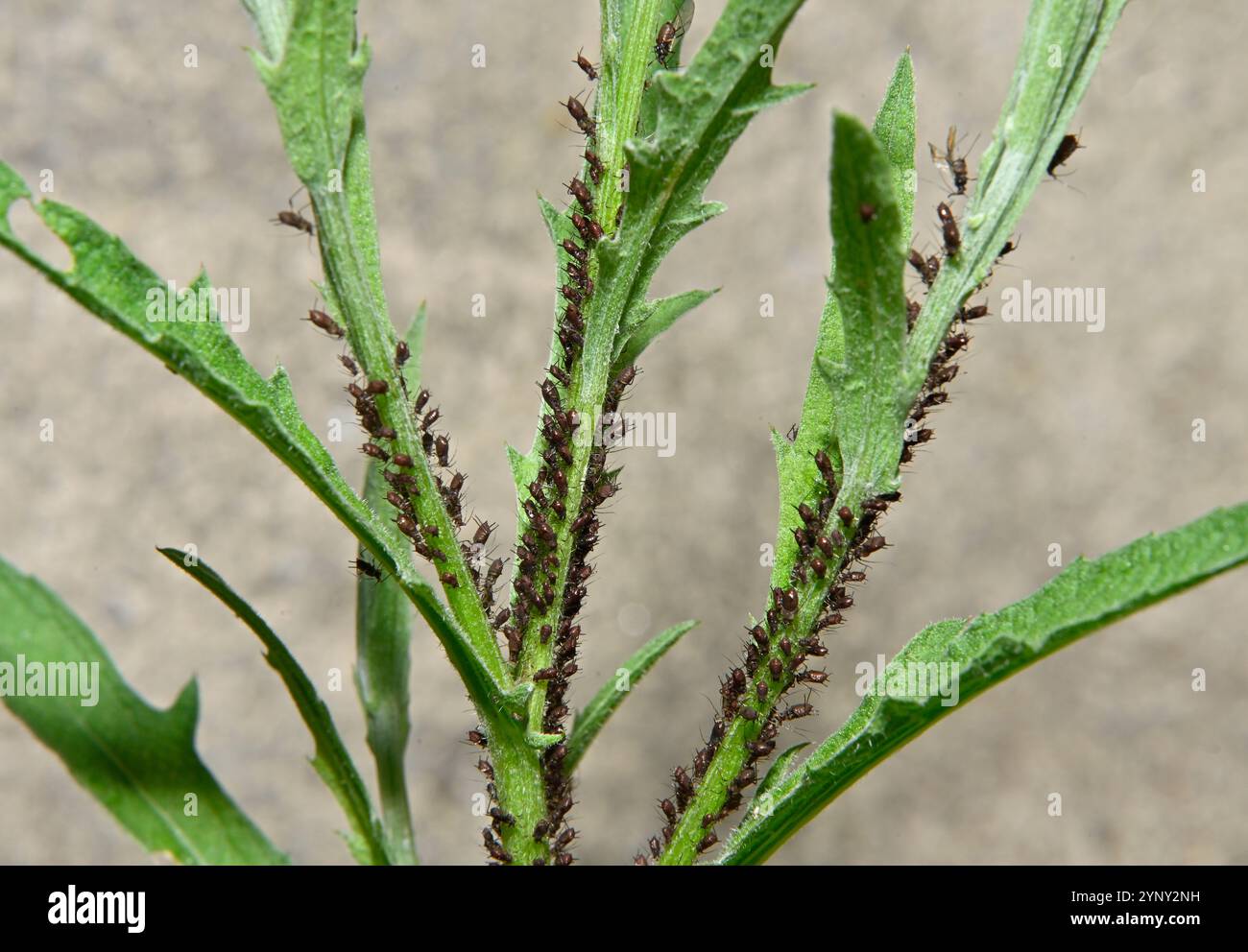 An infestation of Rose aphids, macrosiphum rosae, on stems of Giant ...