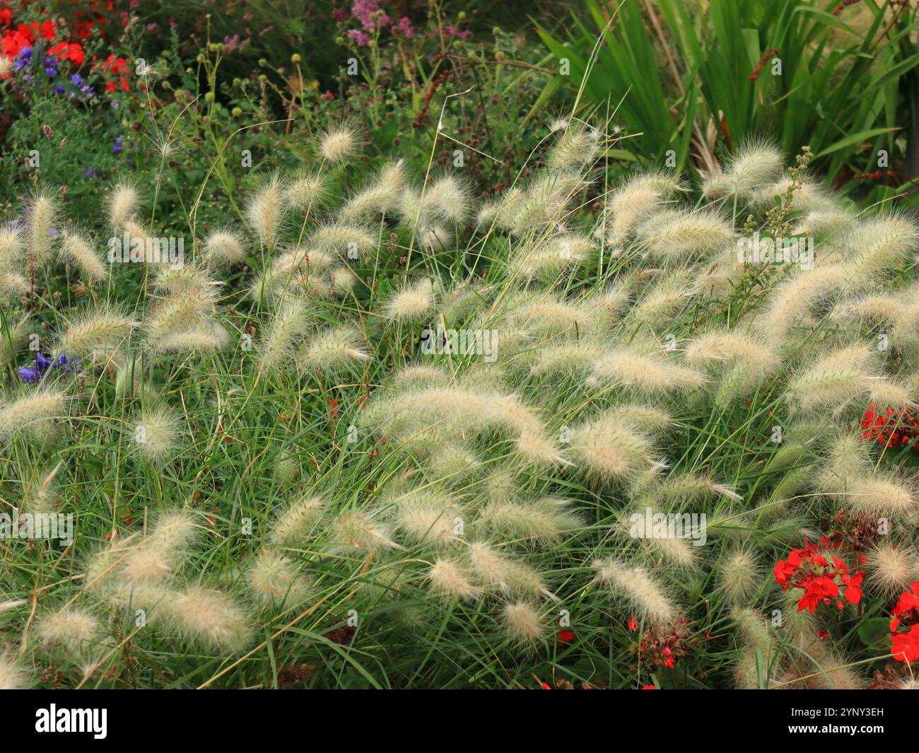 Feather grass in wind hi-res stock photography and images - Alamy