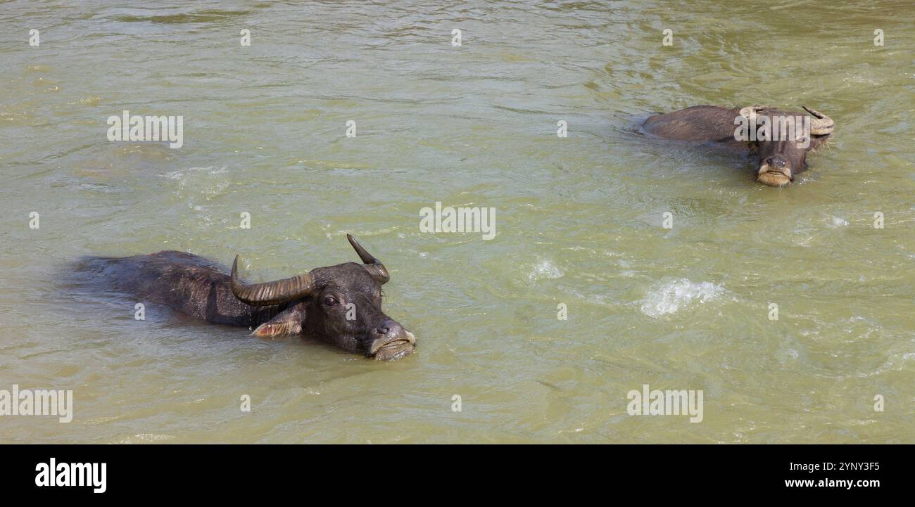 Water buffalo swimming hi-res stock photography and images - Alamy