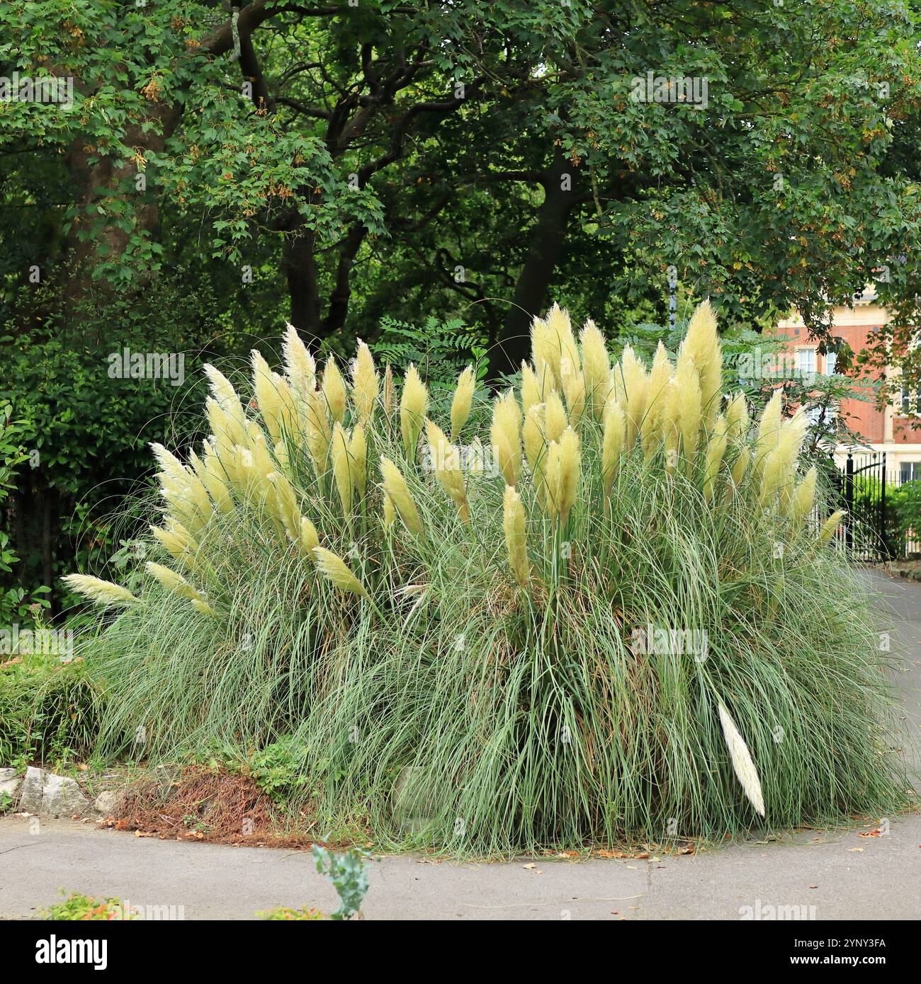 Portsmouth, Hampshire, England. 2 September 2024. A pampas grass plant ...
