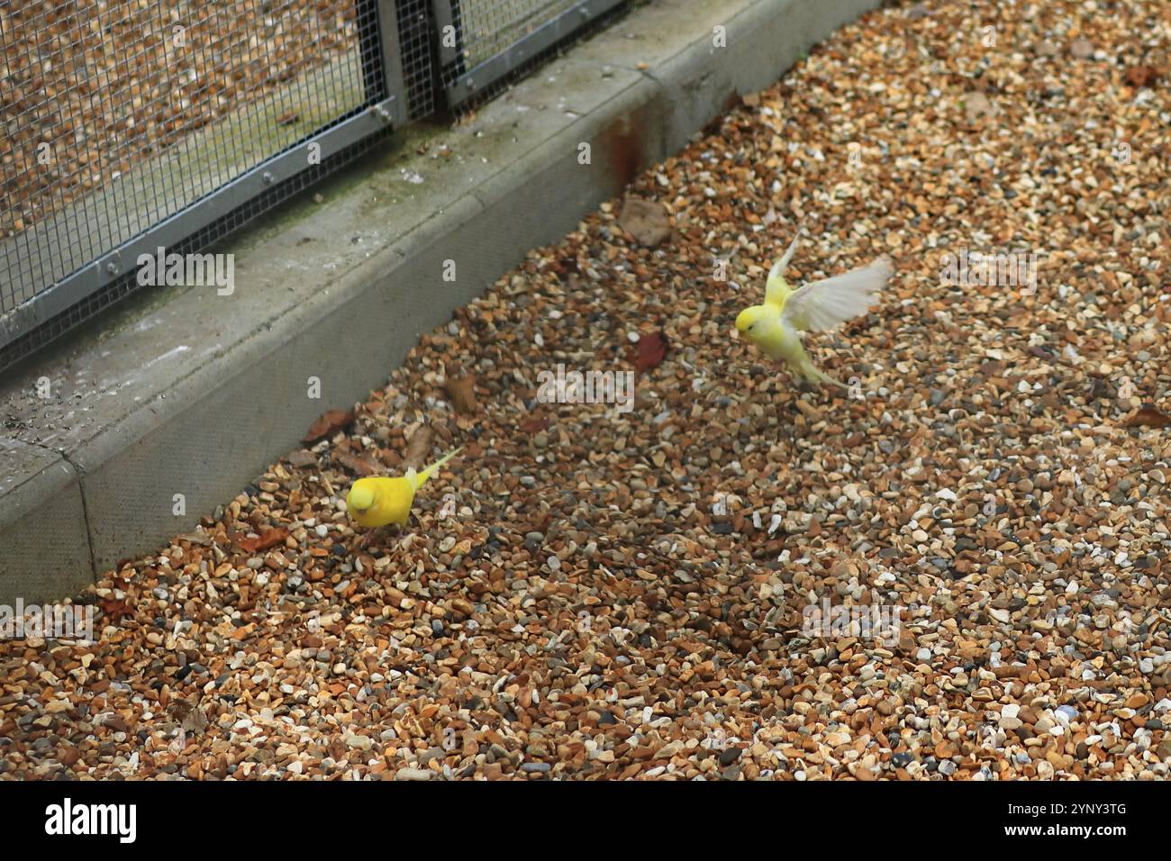 Portsmouth, Hampshire, England. 2 September 2024. Two yellow budgies in the aviary in Victoria ...