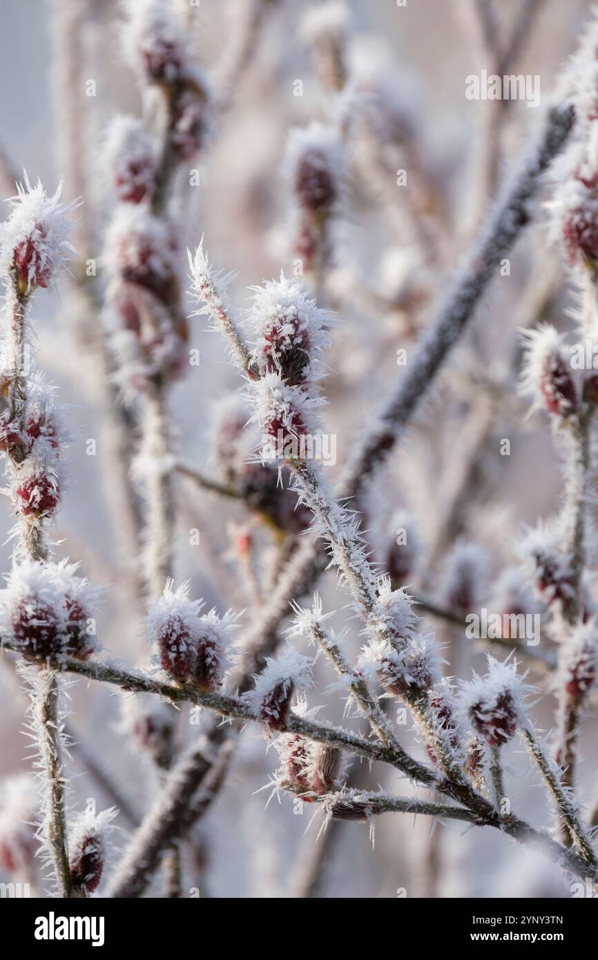 Salix gracilistyla Mount Aso, willow Mount Aso, Salix chaenomeloides ...