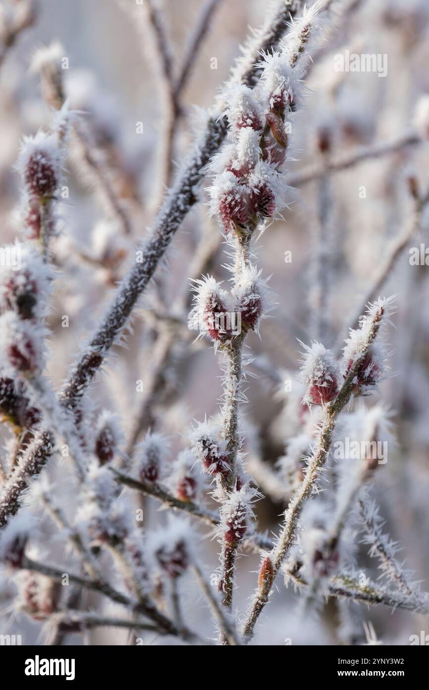 Salix gracilistyla Mount Aso, willow Mount Aso, Salix chaenomeloides ...