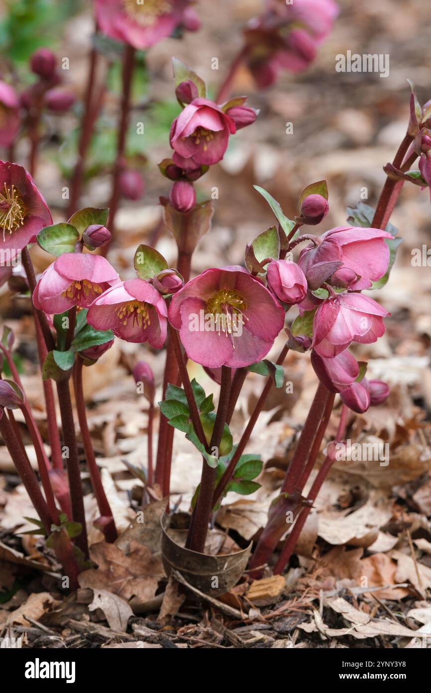 Helleborus danas dulcet hi-res stock photography and images - Alamy