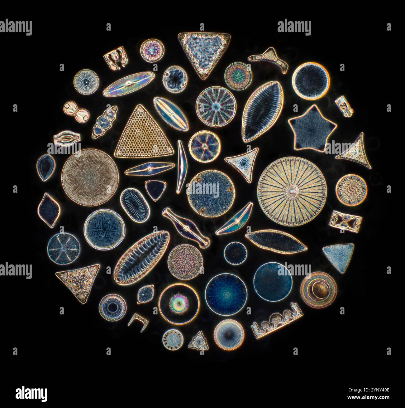 Diatom forms hi-res stock photography and images - Alamy