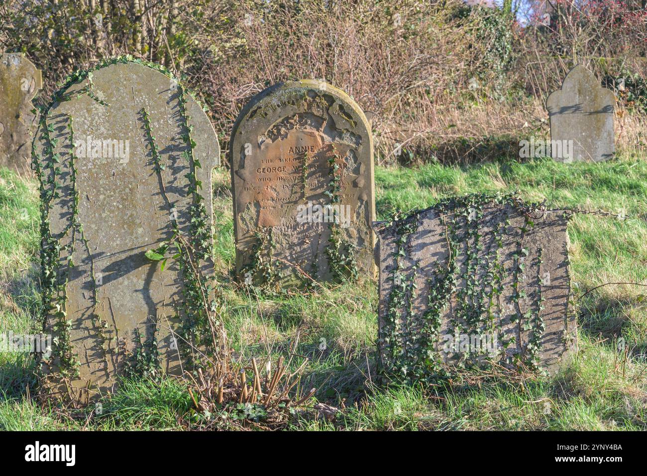 Ivy (Hedera helix) growing up grave stones in the churchyard of St ...