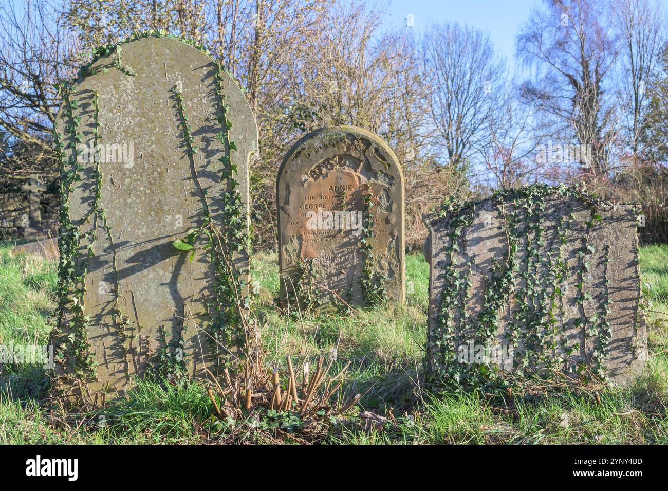 Ivy (Hedera helix) growing on grave stone in the churchyard of St ...