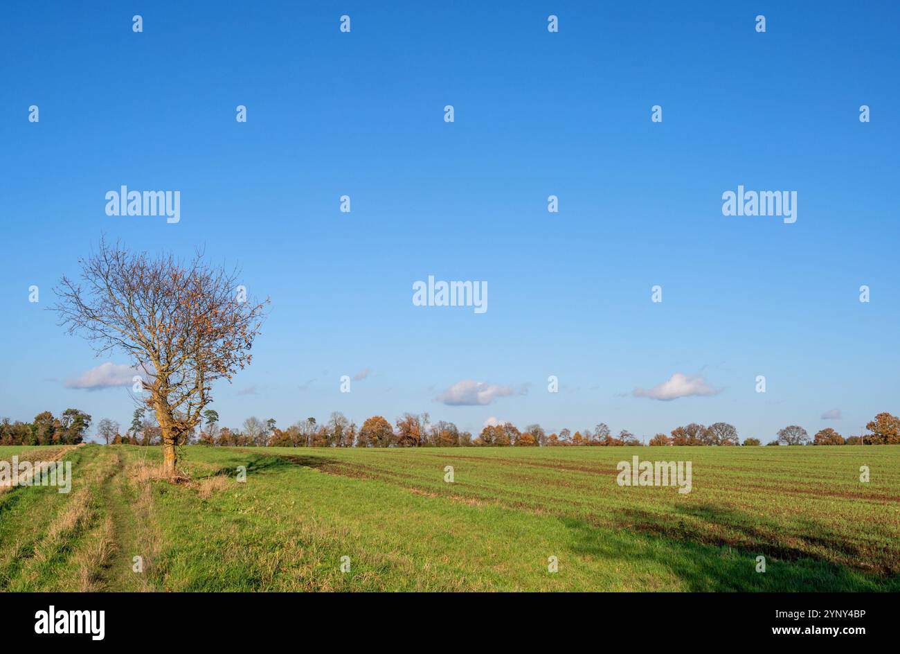 Isolated leafless tree by a footpath through a field near Chart Sutton ...