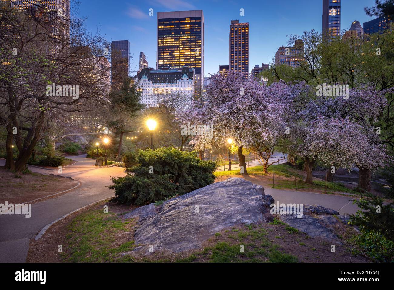 New York City spring evening in Central Park, with cherry trees in bloom framing iconic Midtown ...
