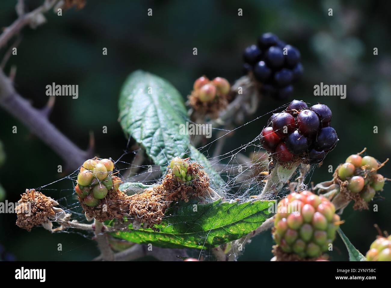 English blackberries hi-res stock photography and images - Alamy