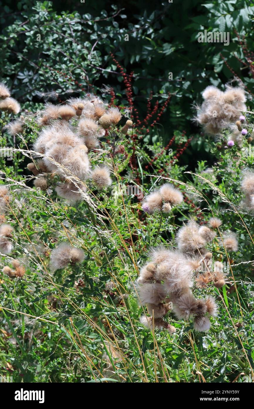 An area of wild ground with creeping thistles going to seed surrounded ...