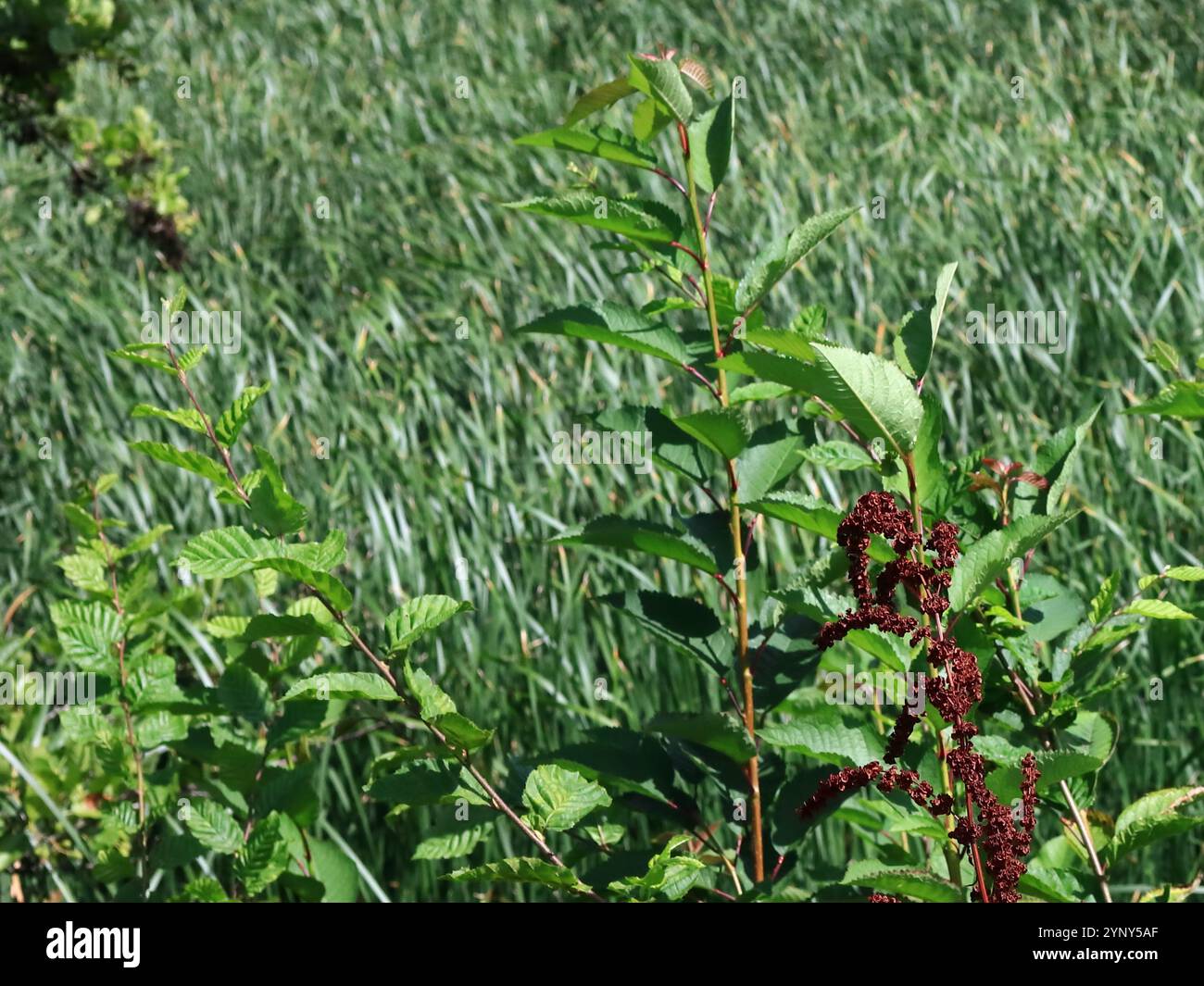 Leycesteria formosa, also known as flowering nutmeg, granny's curls and ...
