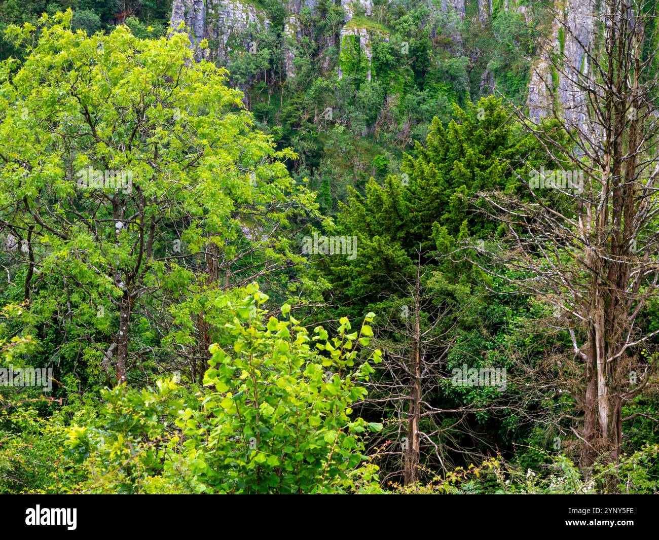 View of the carboniferous limestone cliffs at Cheddar Gorge a tourist ...