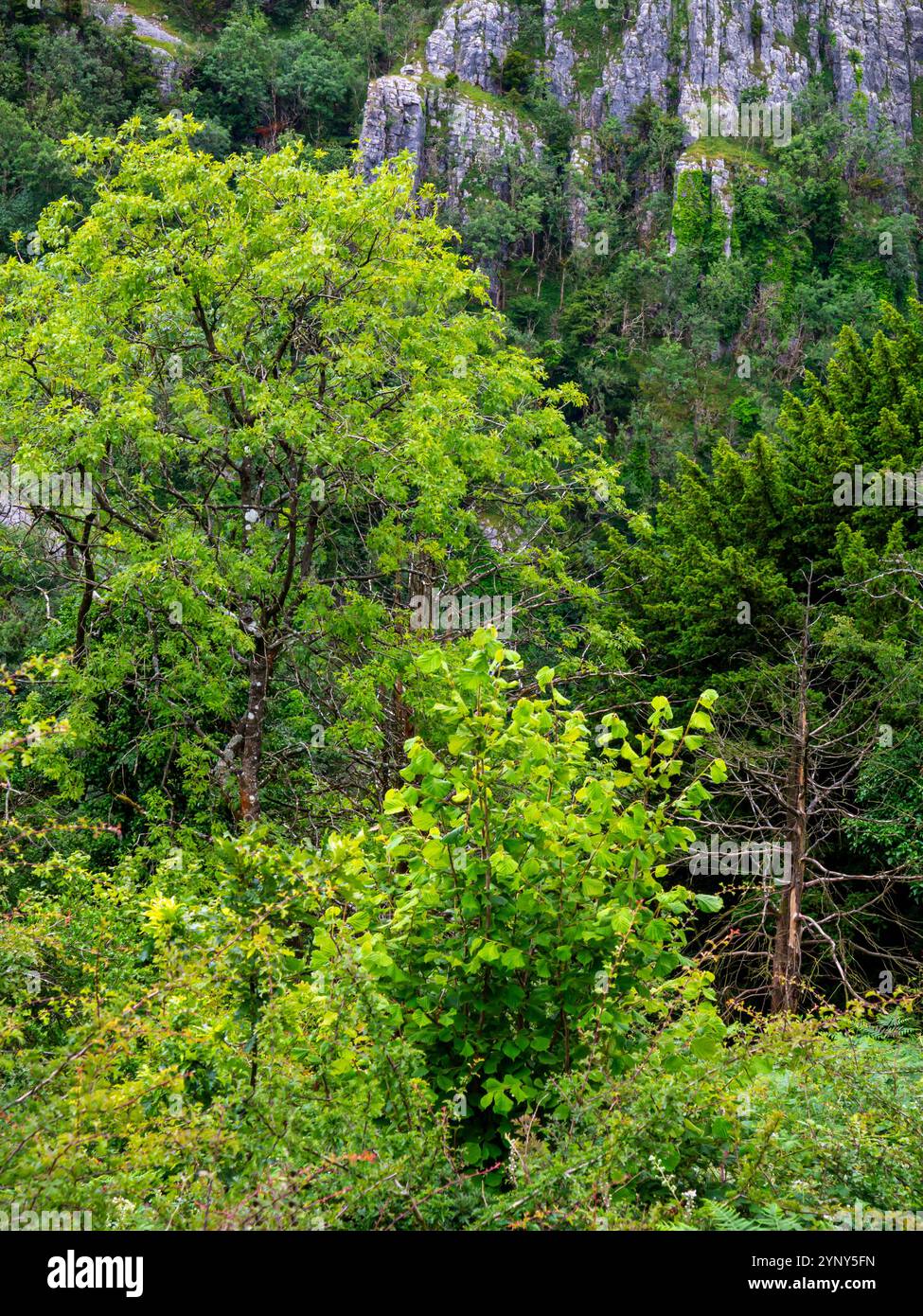 View of the carboniferous limestone cliffs at Cheddar Gorge a tourist ...