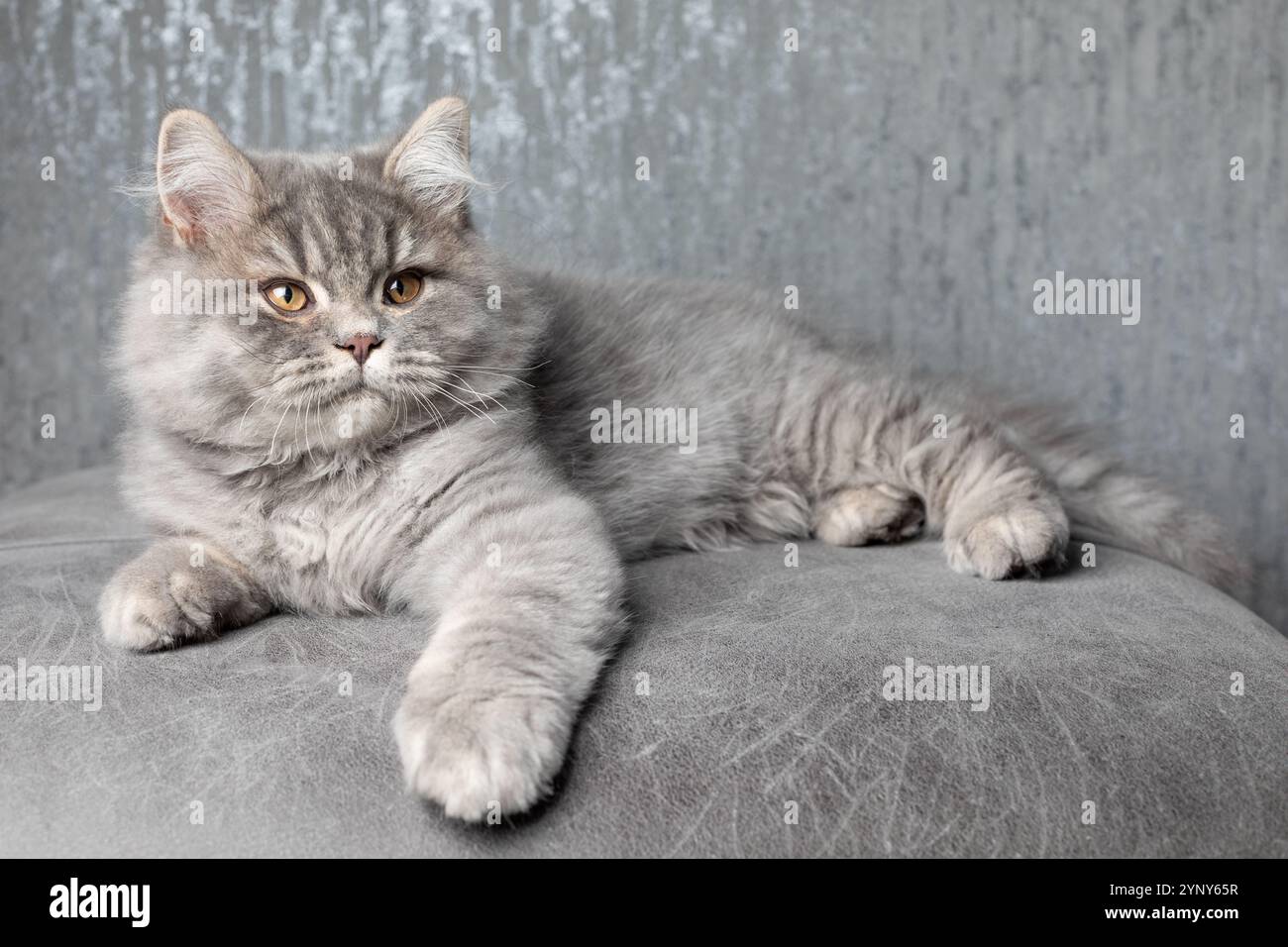Close-up of a fluffy grey male British Longhair kitten lying on a stool Stock Photo - Alamy