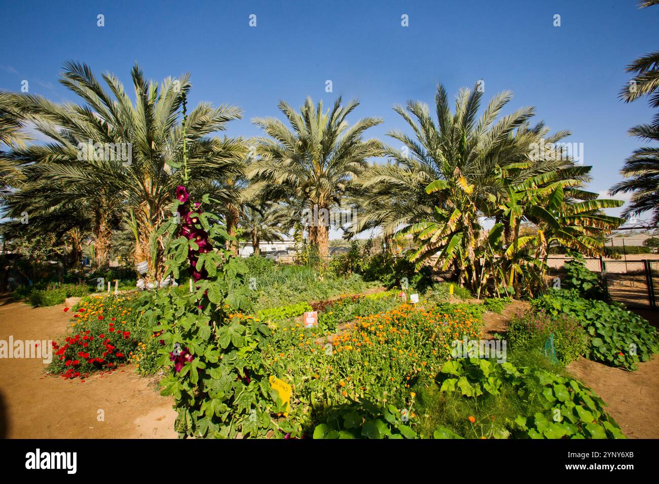 Date palm trees and vegetation in an Israeli settlement in the Arava ...