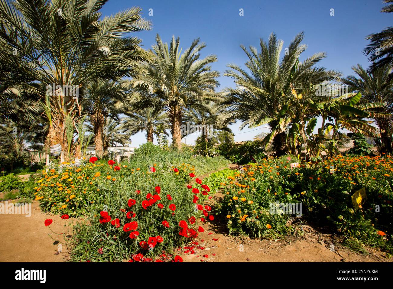 Date palm trees and vegetation in an Israeli settlement in the Arava ...