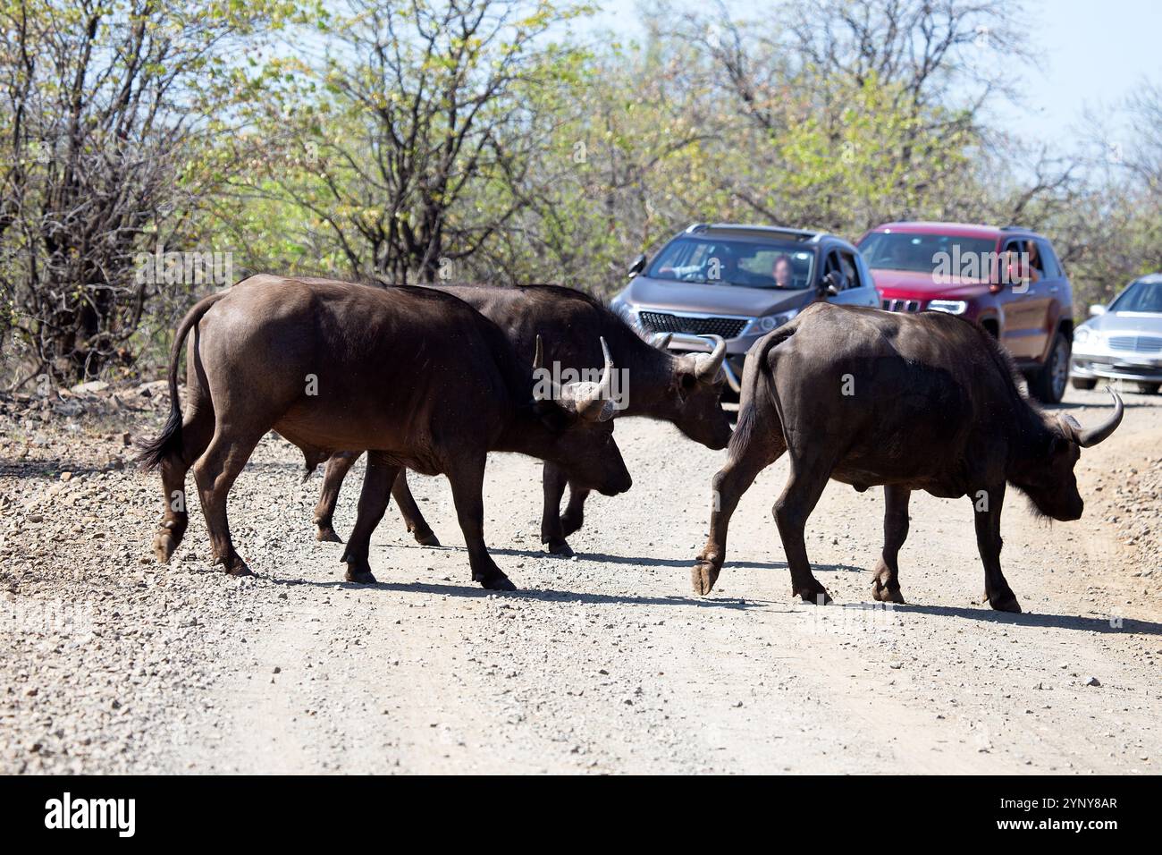 Three Buffalo crossing a road with cars, Kruger National Park, South ...