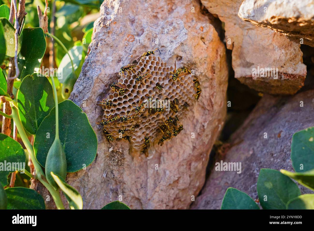Wasp Nest with Yellow-Black Wasps on Rock Amid Green Leaves Stock Photo ...