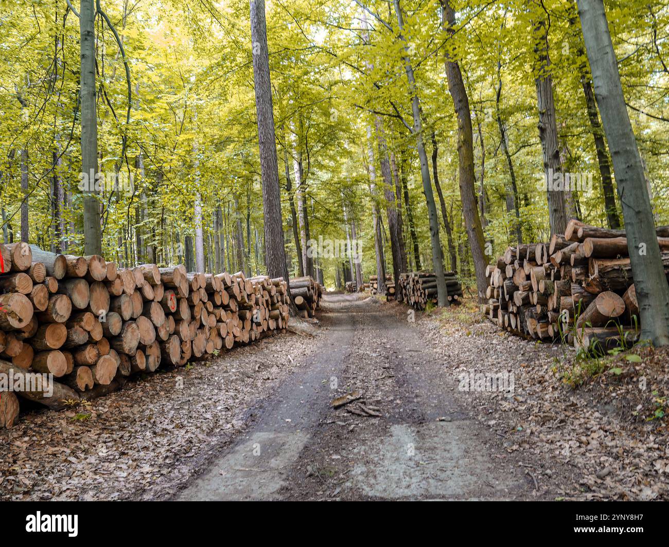 A peaceful forest pathway with stacks of cut logs lining both sides ...