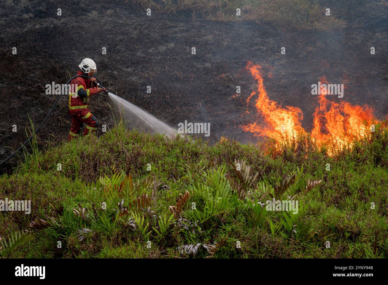 Firefighter putting out a fire in a rural landscape, Malaysia Stock ...