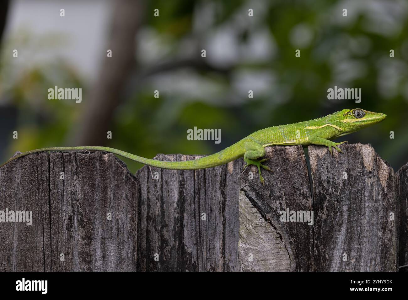 Cuban night anole hi-res stock photography and images - Alamy