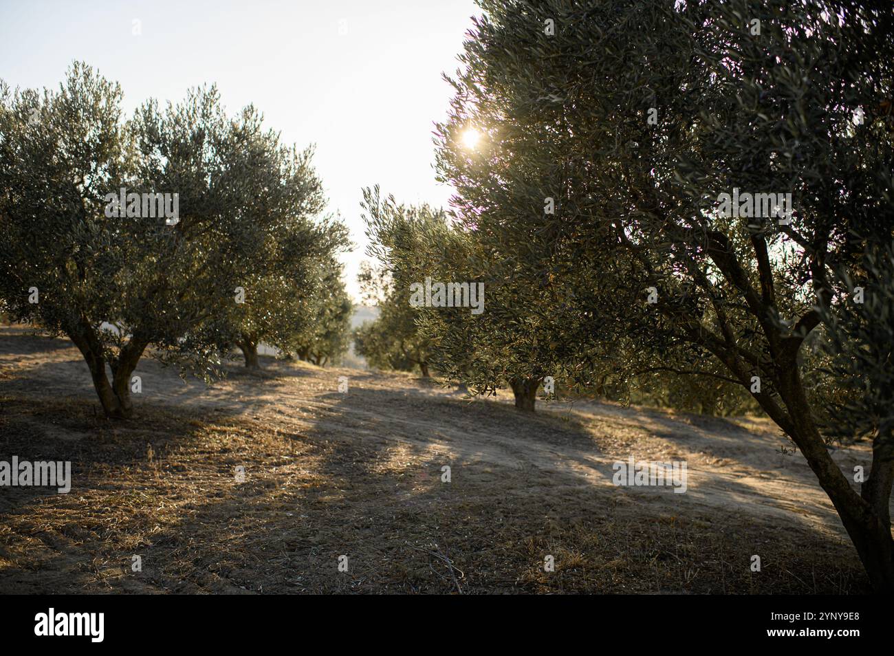 olive groves on the field Stock Photo - Alamy
