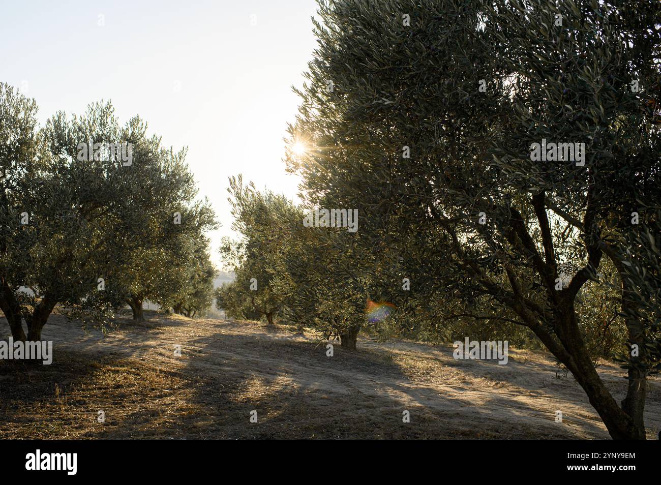 Olive groves on rolling hills hi-res stock photography and images - Alamy