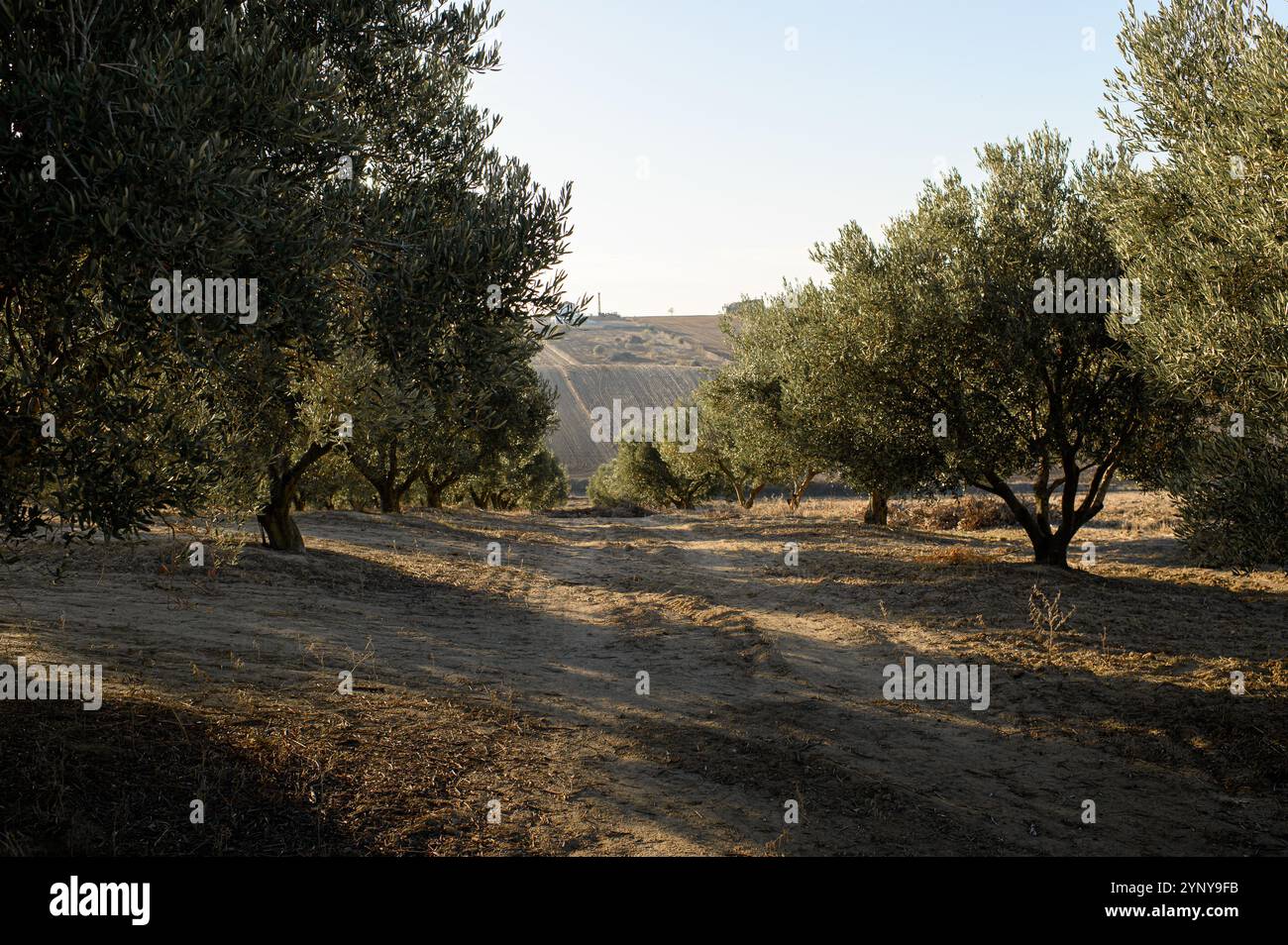 olive groves on the field Stock Photo - Alamy
