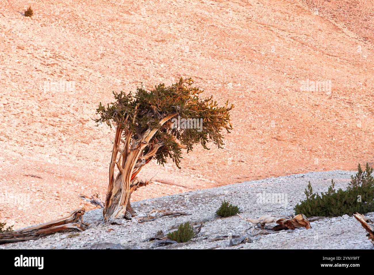 Bristlecone Pine trees, Pinus longaeva, Patriarch Grove, White ...