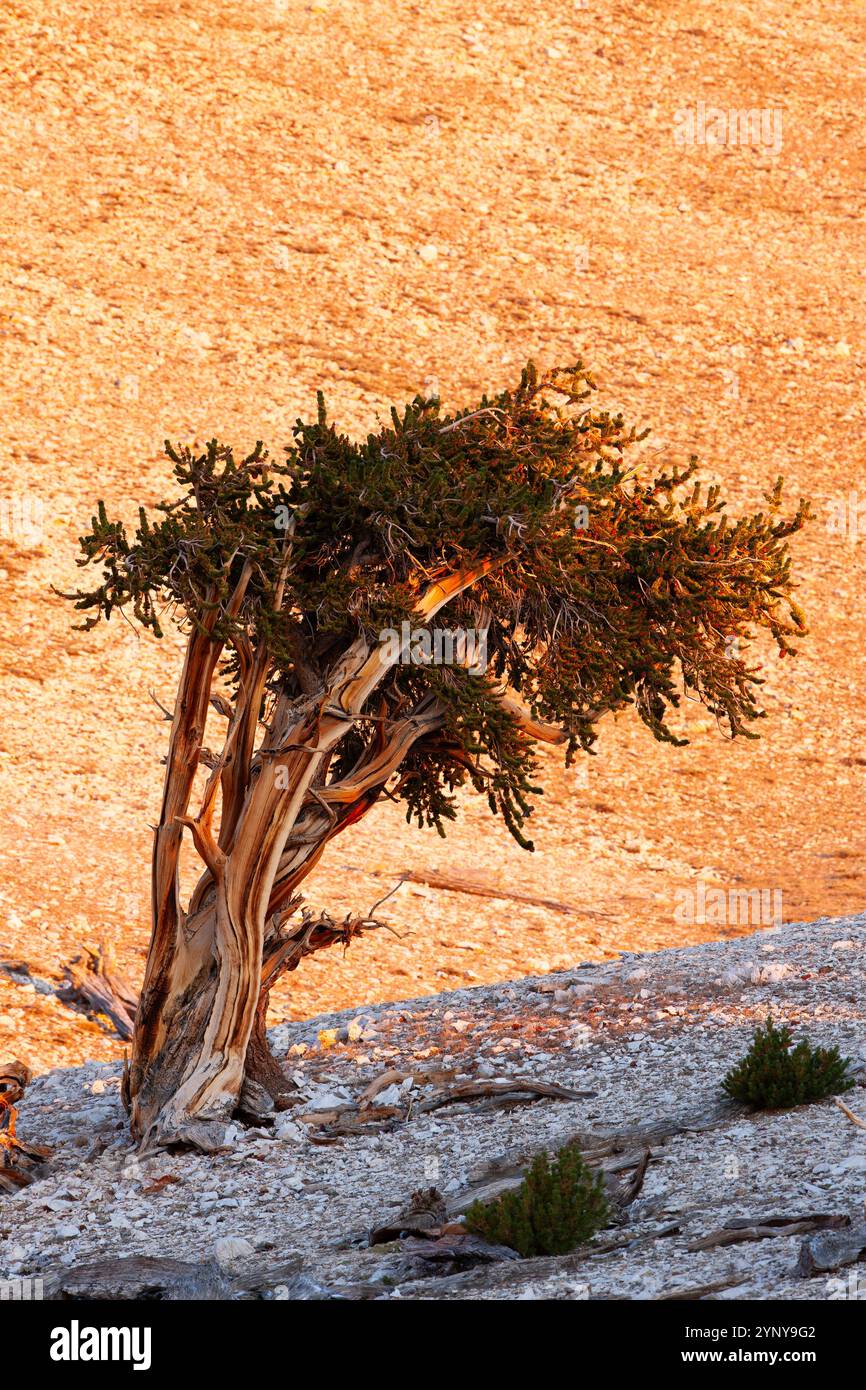 Bristlecone Pine trees, Pinus longaeva, Patriarch Grove, White ...