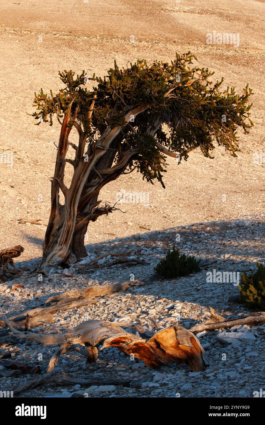 Bristlecone Pine trees, Pinus longaeva, Patriarch Grove, White ...