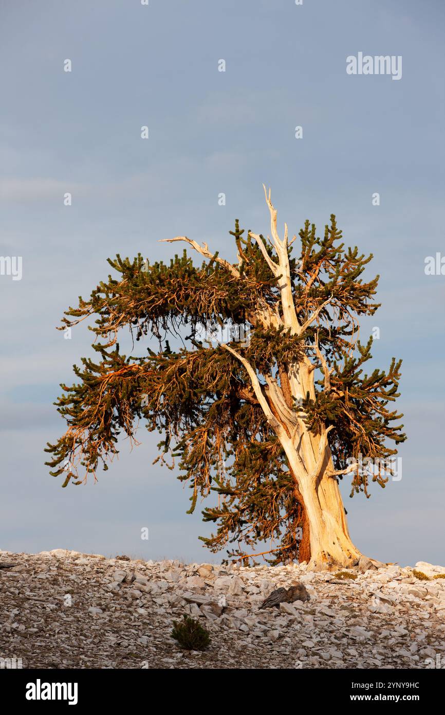 Bristlecone Pine trees, Pinus longaeva, Patriarch Grove, White Mountains of California Stock ...