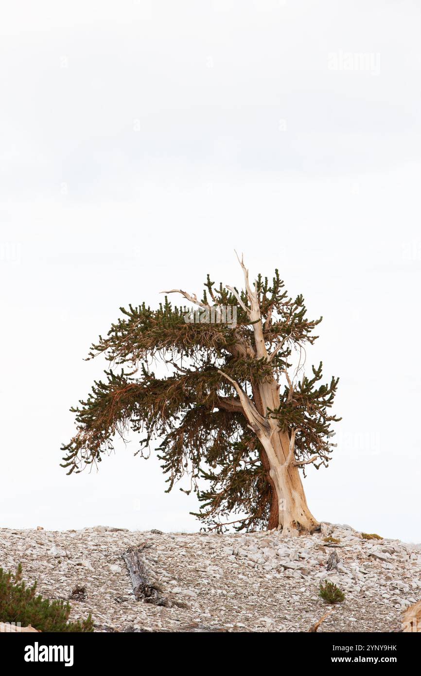 Bristlecone Pine trees, Pinus longaeva, Patriarch Grove, White Mountains of California Stock ...