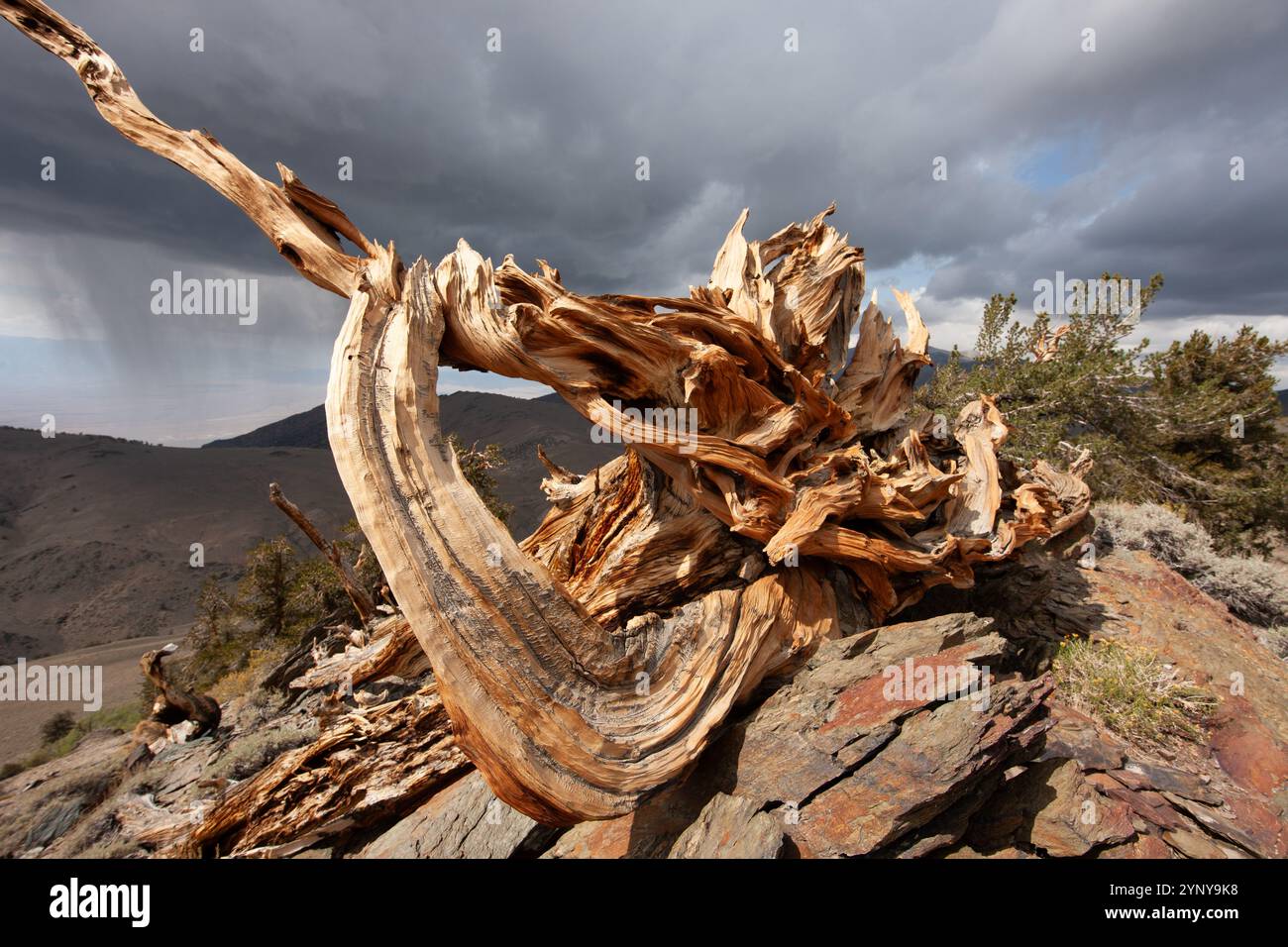 Bristlecone Pine trees, Pinus longaeva, Patriarch Grove, White ...