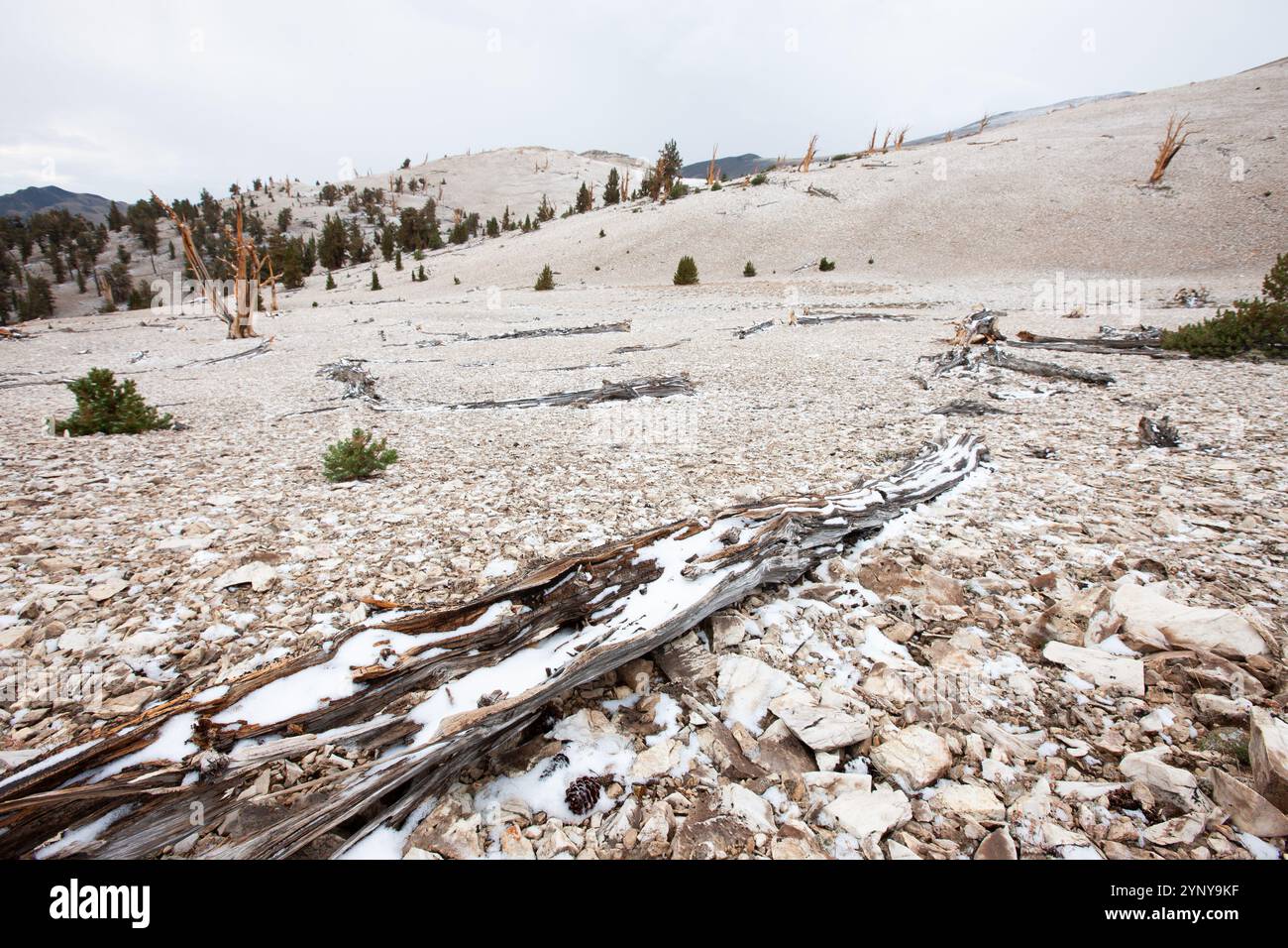 Bristlecone Pine trees, Pinus longaeva, Patriarch Grove, White ...